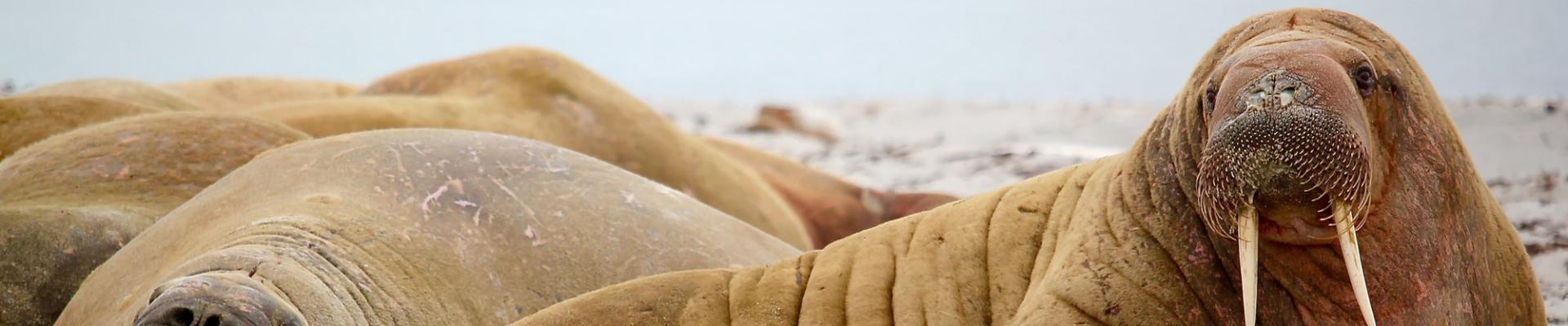 Walrus - Safari Club