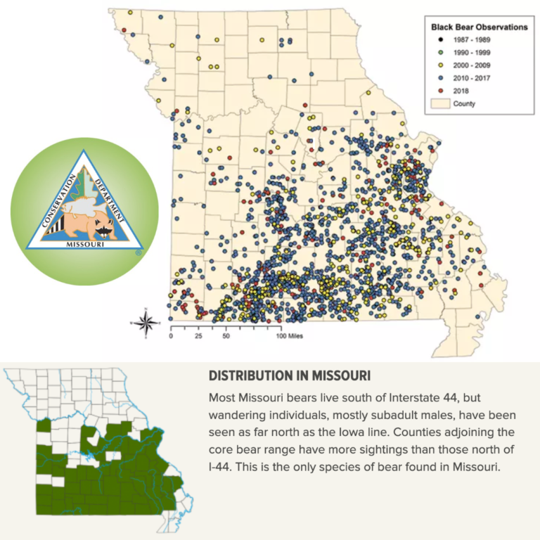 Bear Hunting is Back in Missouri! - Safari Club