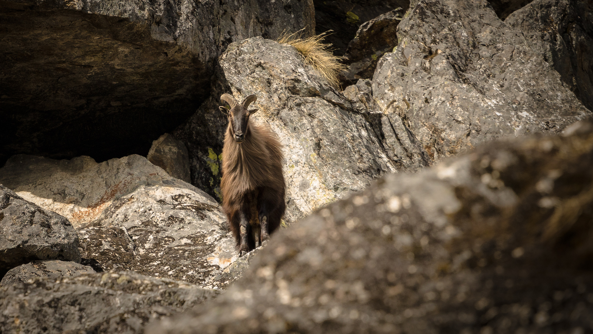 Nepal_Tahr_Simon-K-Barr-49 - Safari Club