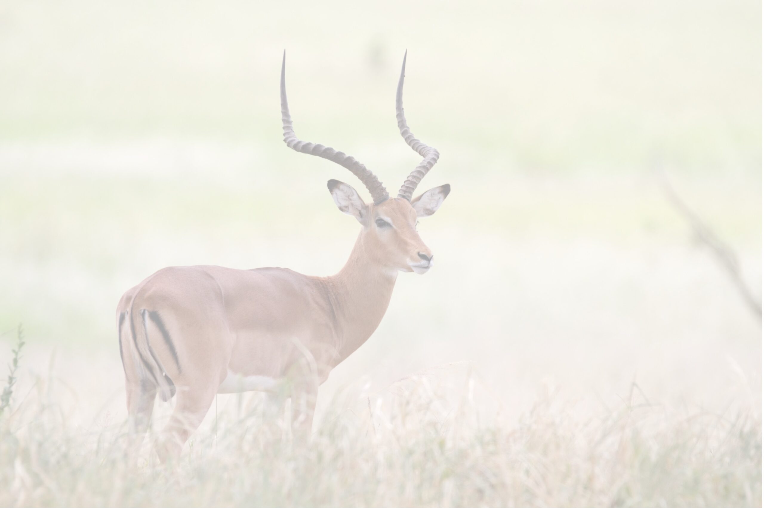 impala - Safari Club