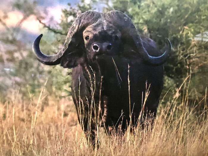 The Myths of Cape Buffalo - Safari Club