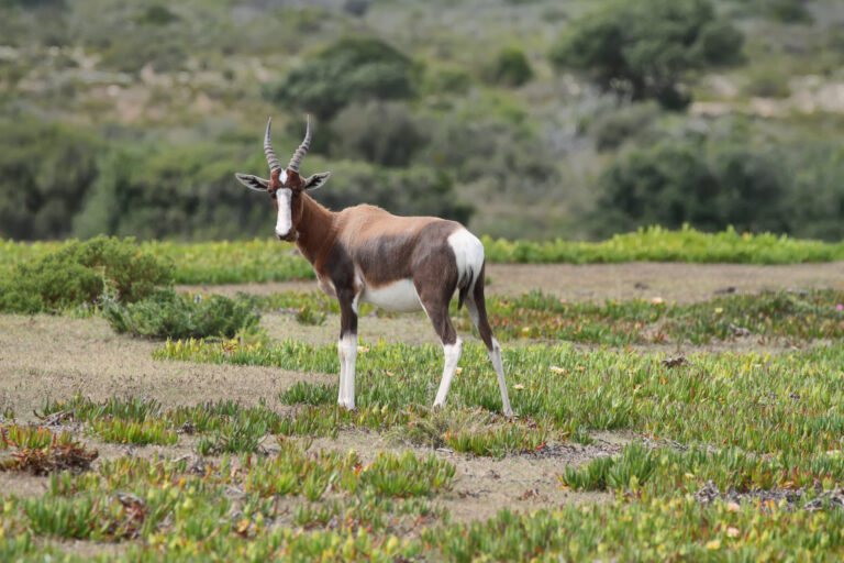 How Hunting Saved the Bontebok - Safari Club