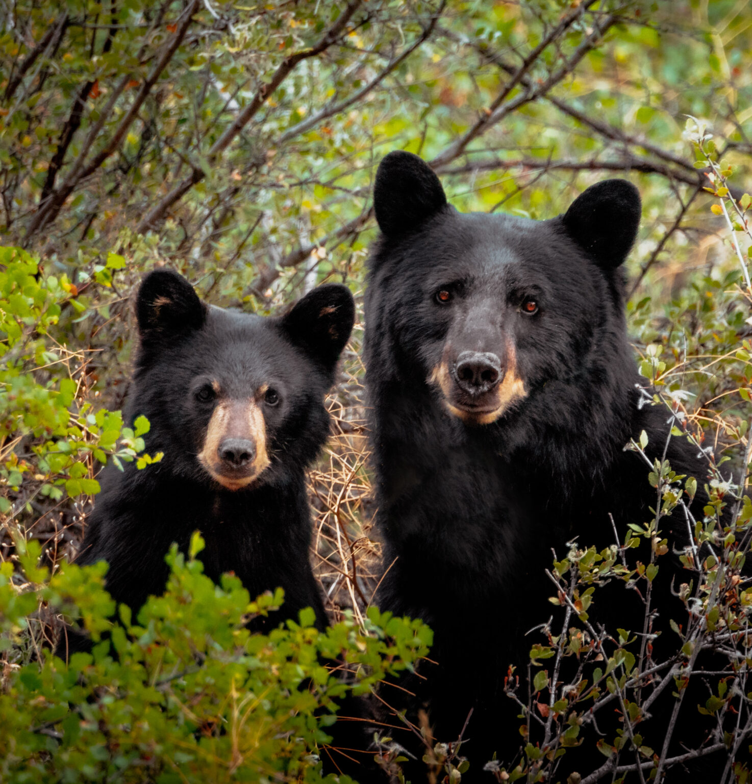 Conservation Spotlight: Predators in the Virginia Mountains - Safari Club
