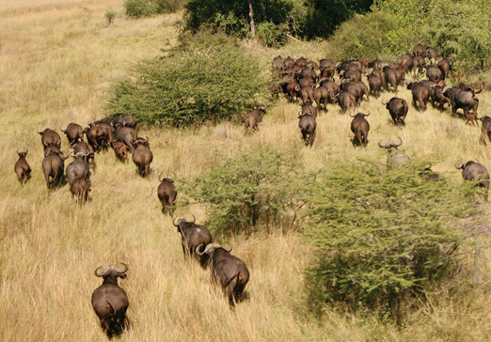 The Myths of Cape Buffalo - Safari Club
