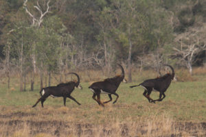 The Roosevelt Sable - Safari Club
