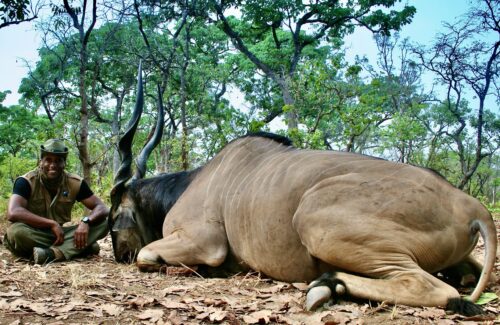 Honoring Elands - Safari Club