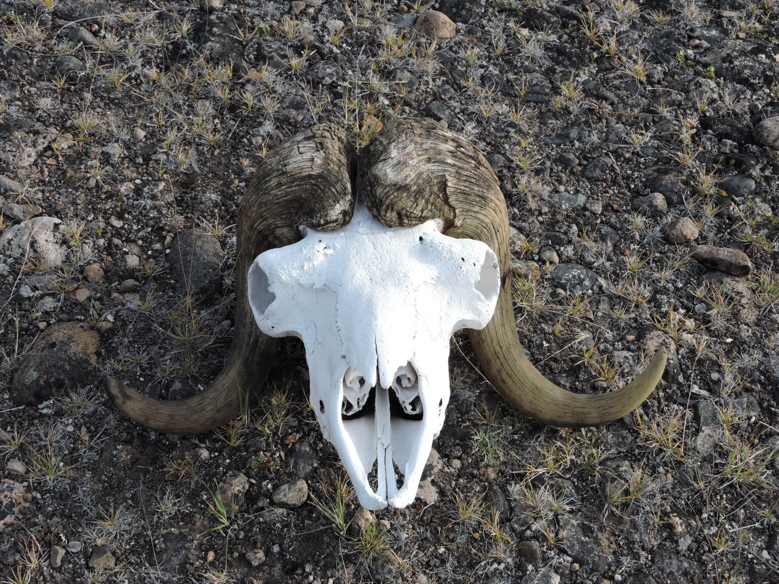 Hunting Muskox In An Ancient Land - Safari Club