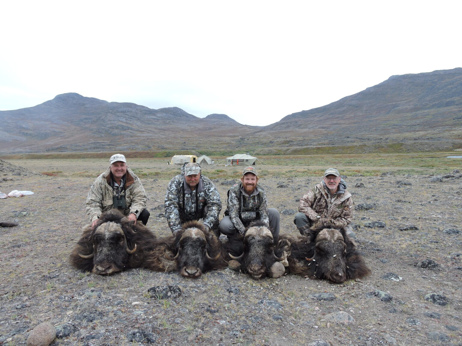 Hunting Muskox In An Ancient Land - Safari Club