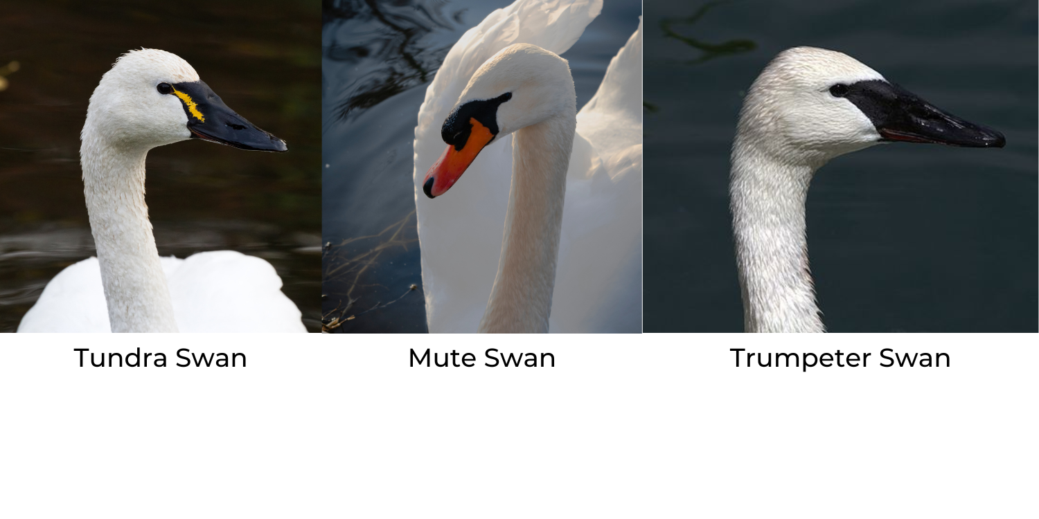 The North Carolina Swan Tag - Safari Club