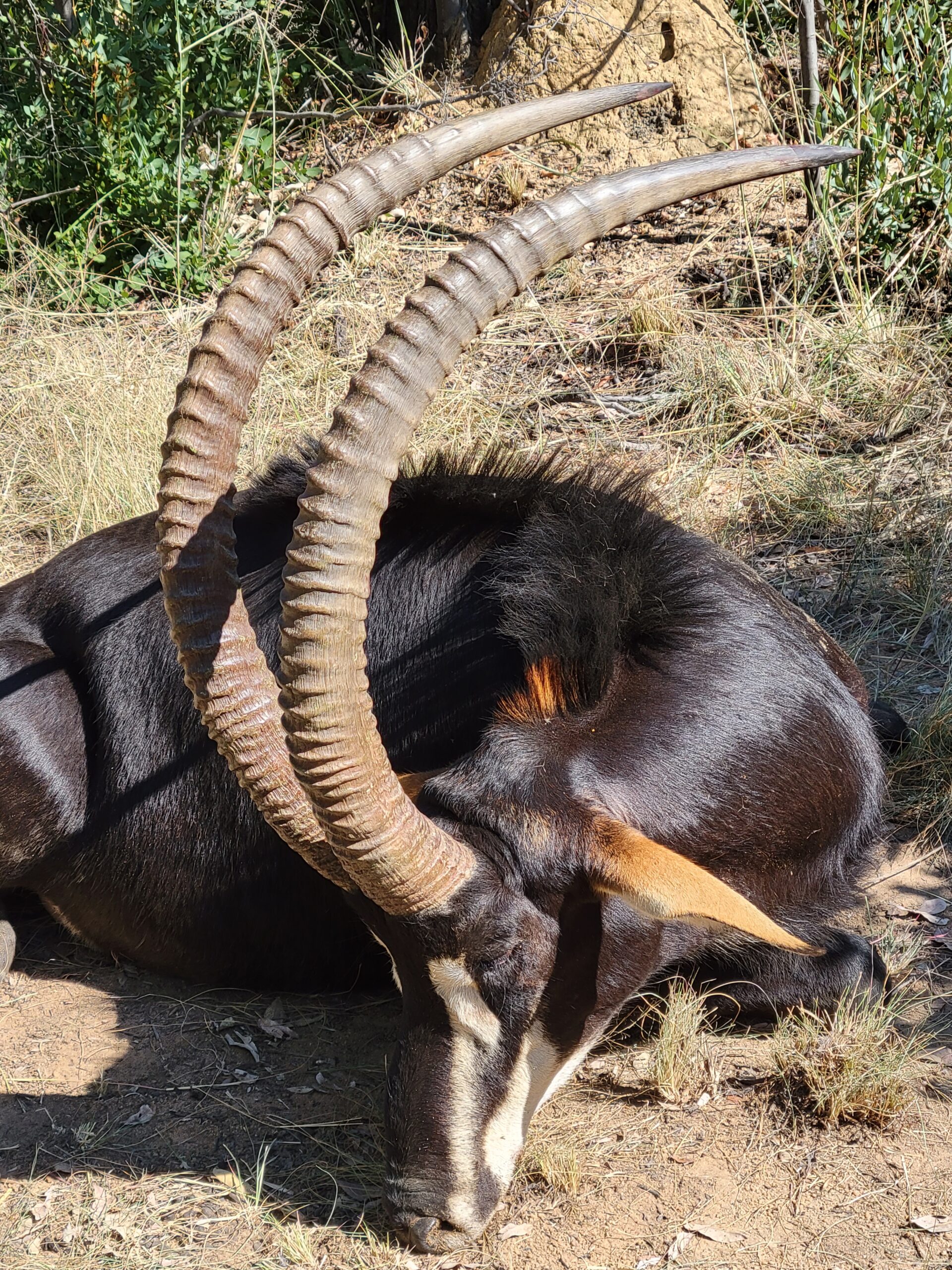 Twists And Turns - Safari Club