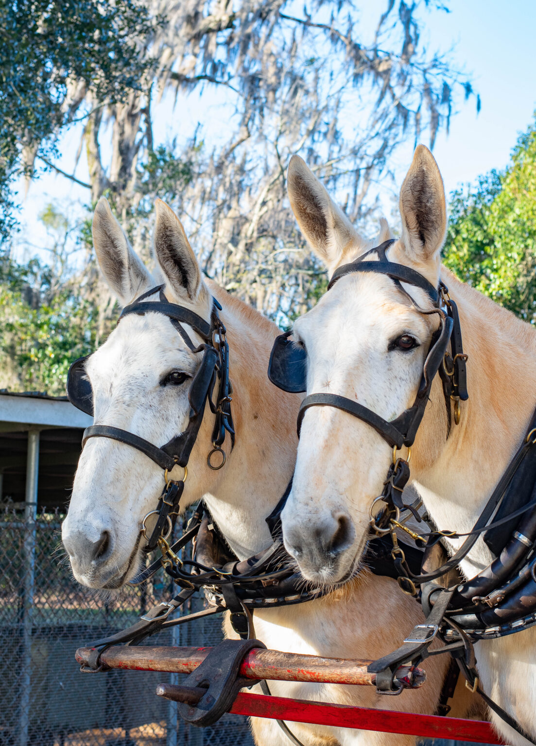 Wild Wings - Safari Club
