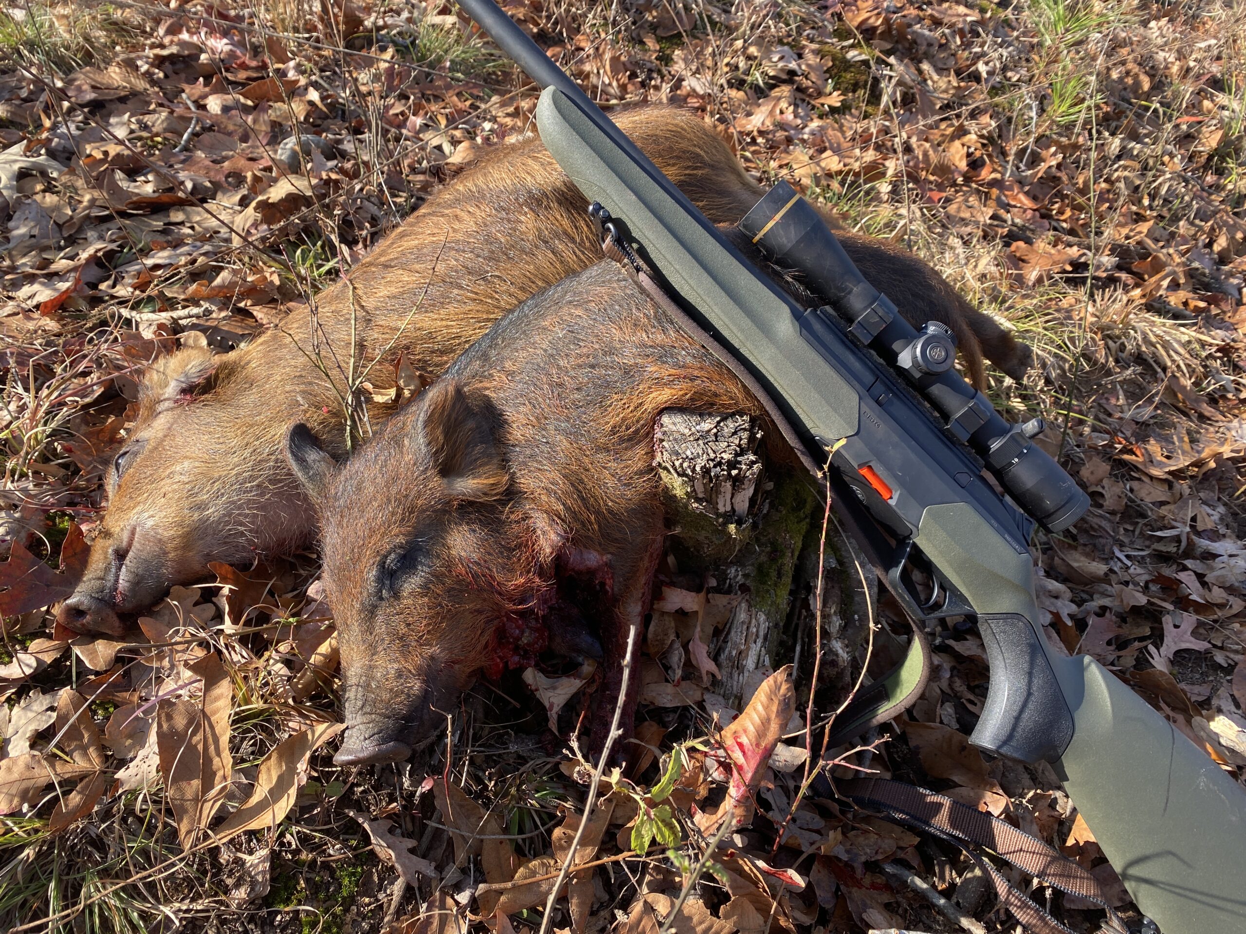 New Beretta Rifle! - Safari Club