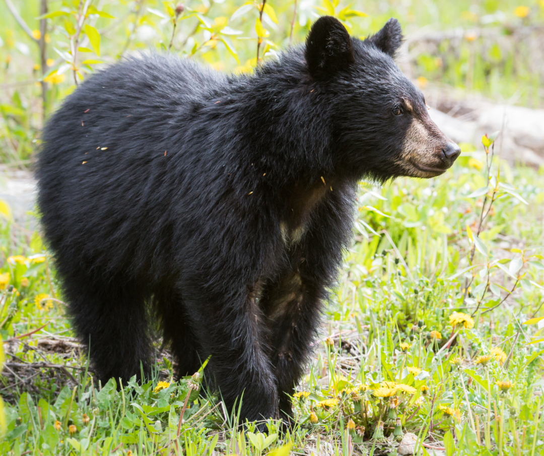 Louisiana Federal Court Upholds 2016 Delisting of the State’s Black ...