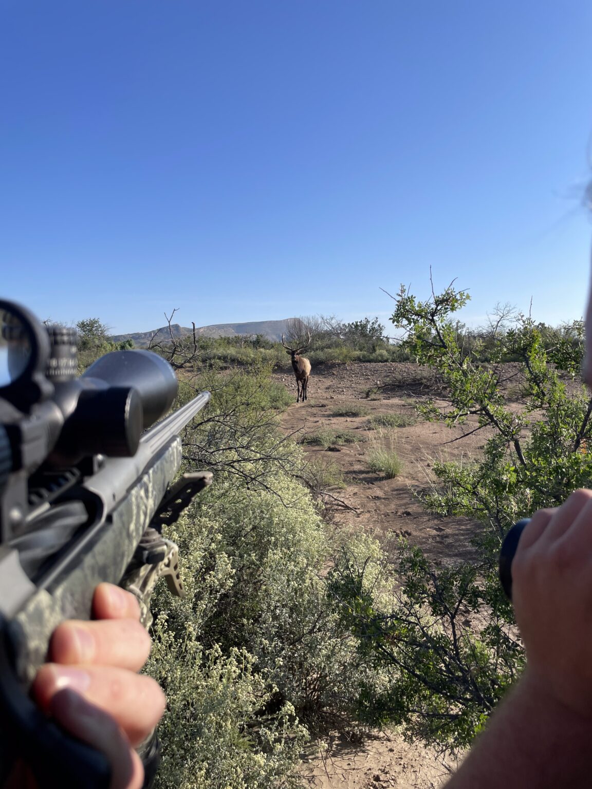Screaming Bulls, Smoking Barrels - Safari Club